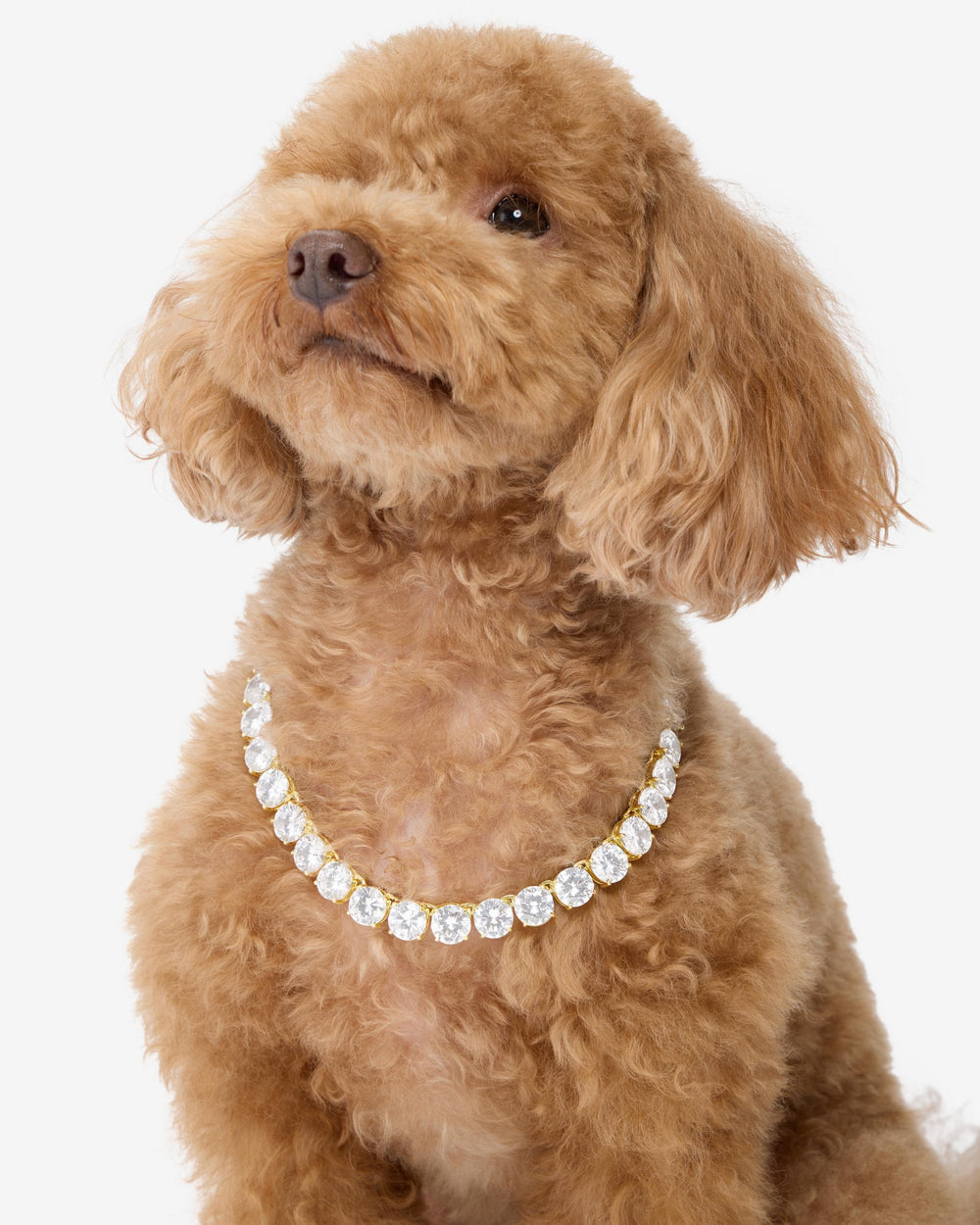 Adorable Fashion Jewelry for Pets Starting at $35 | Melinda Maria